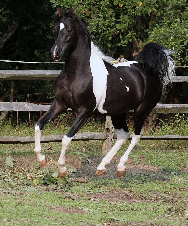 Pintos Horses for Sale in Ohio | HorsesBuy