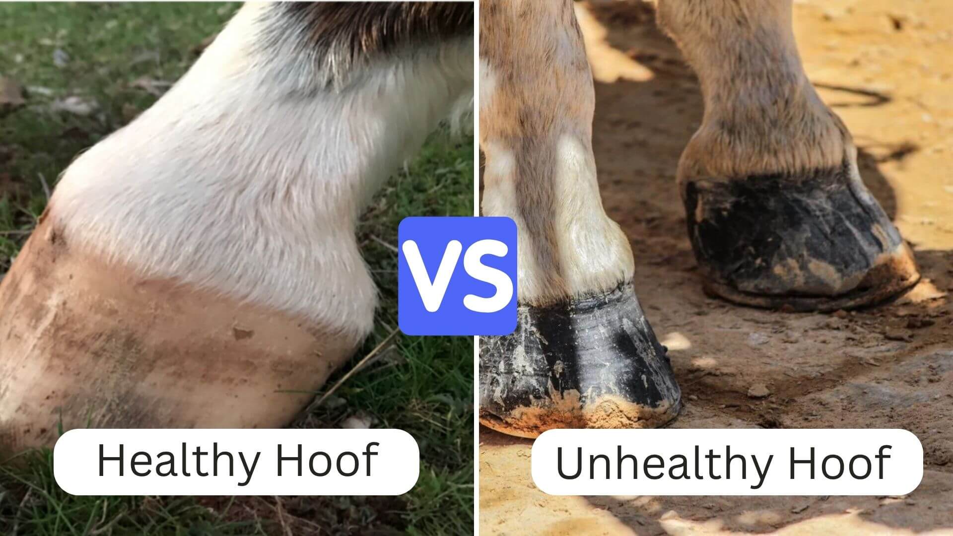 Healthy Hoof Vs Unhealthy Hoof - The Ultimate Guide